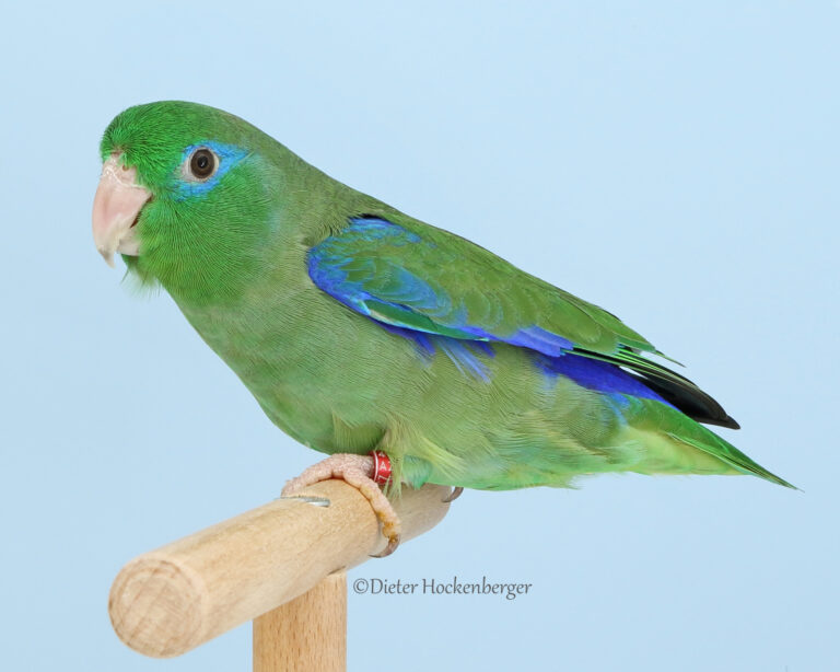 Europasieger Forpus wildfarbig Augenring Sperlingspapagei