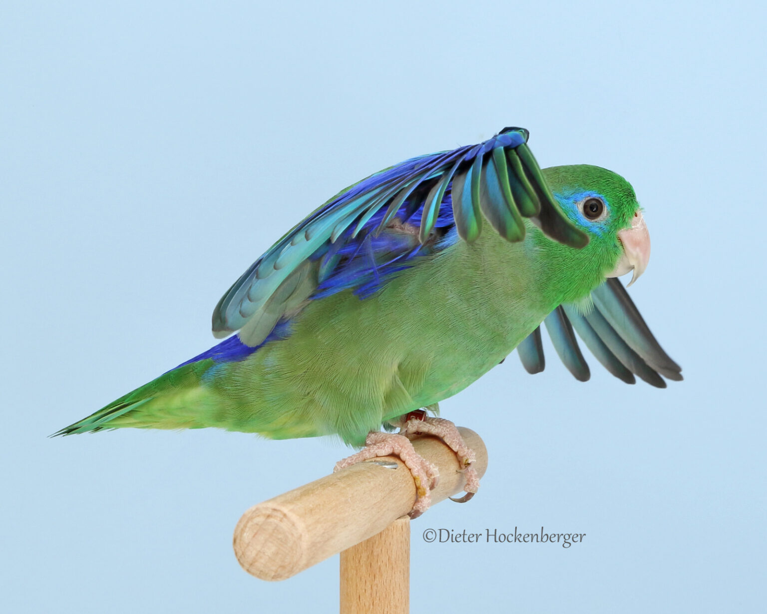 Europasieger Forpus wildfarbig Augenring Sperlingspapagei