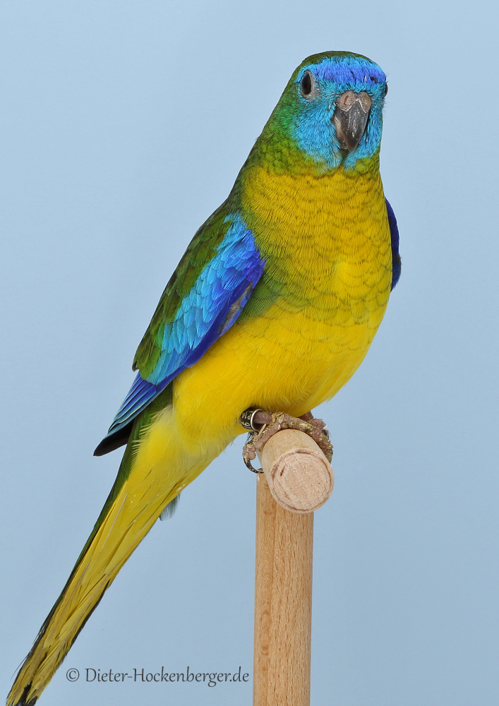 Bilder Archives | Agaporniden-online.de - Dieter Hockenberger