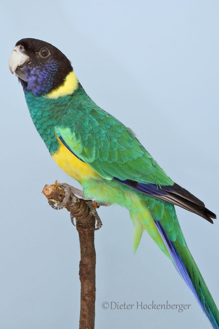 Ringsittich Barnardius zonarius (Shaw 1805)