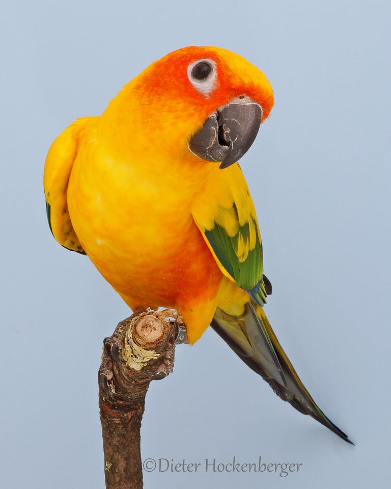 Sonnensittich Aratinga solstitialis (Linnaeus, 1758)