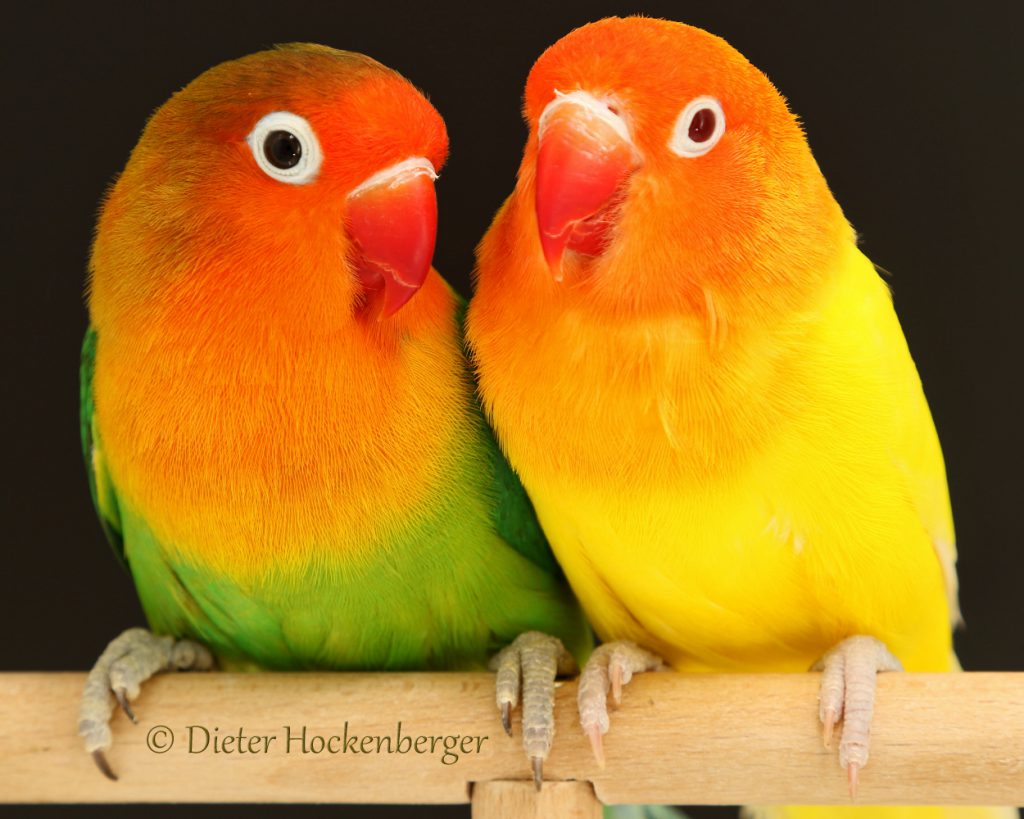 Pfirsichköpfchen (Agapornis fischeri) wildfarbig und lutino