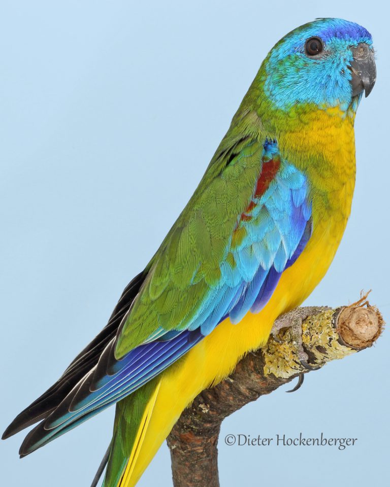 Bilder Neophema - Grassittiche