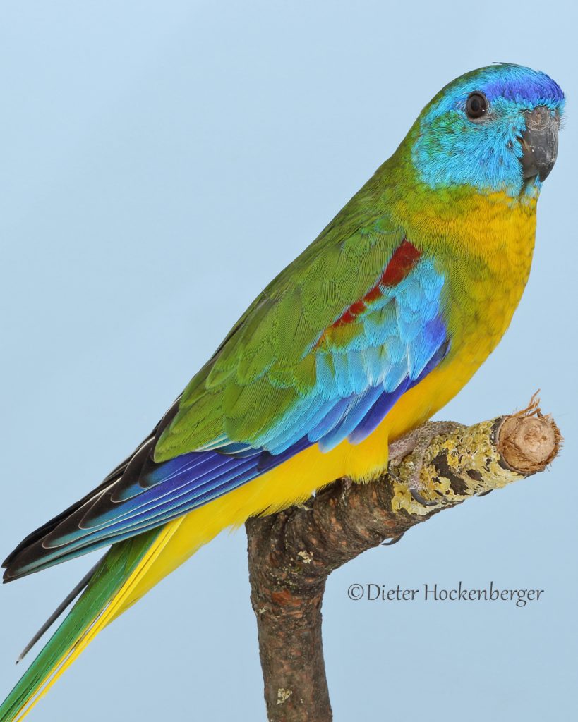 Bilder Neophema - Grassittiche