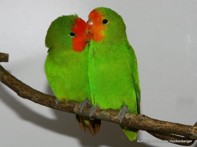 Orangeköpfchen ( Agapornis pullarius)