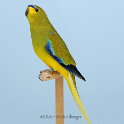 Neophemen-Grassittiche - Arten