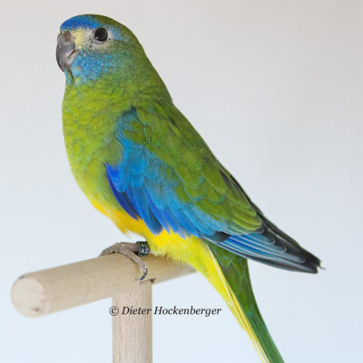 Neophemen-Grassittiche - Arten