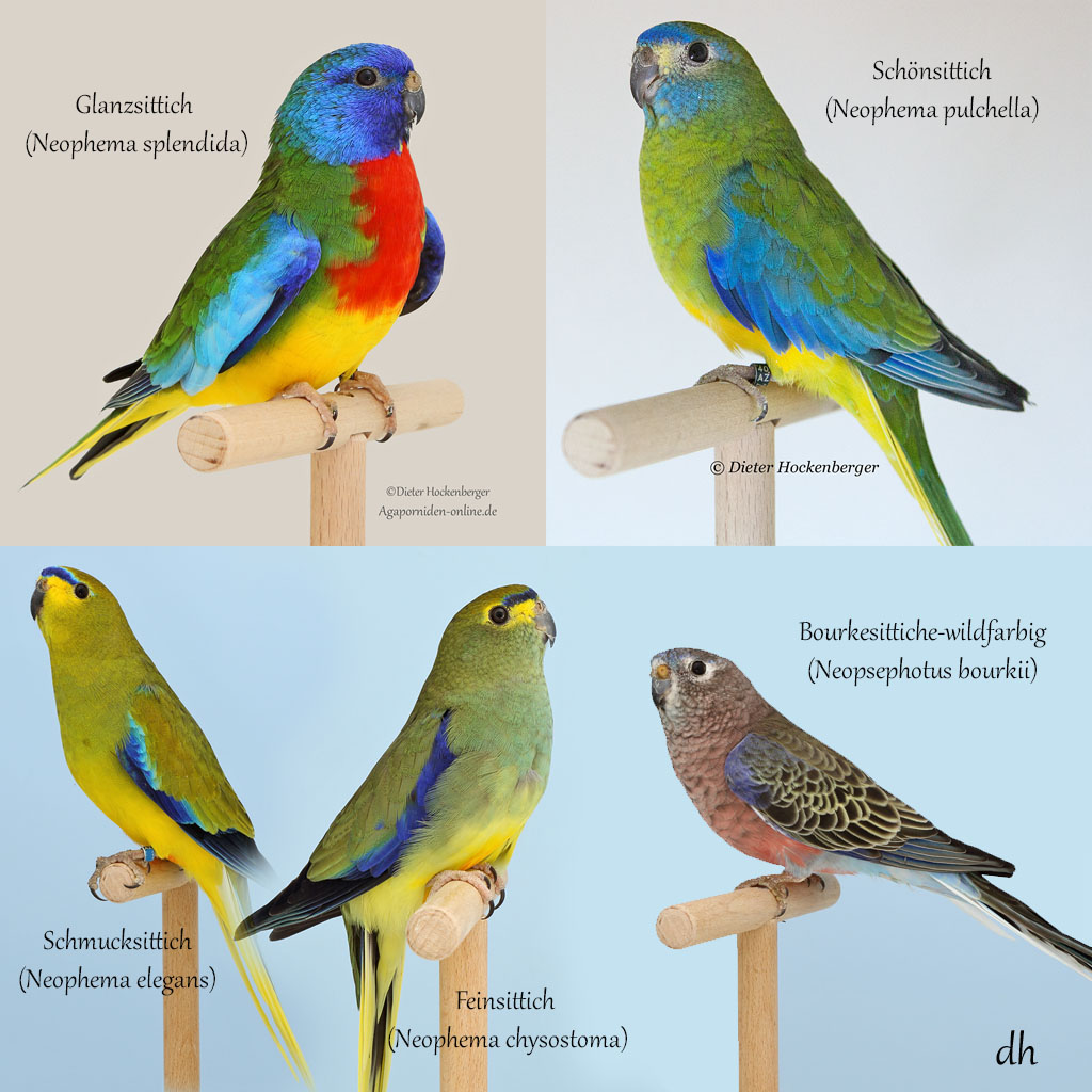 Bilder Neophema - Grassittiche