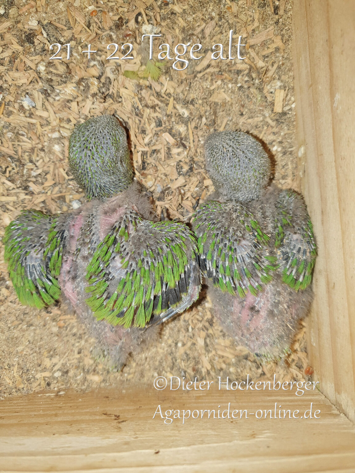 Entwicklung junger Taranta Bergpapageien